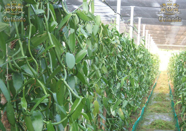 PROCESO DE LA VAINILLA | Vainilla Orlando